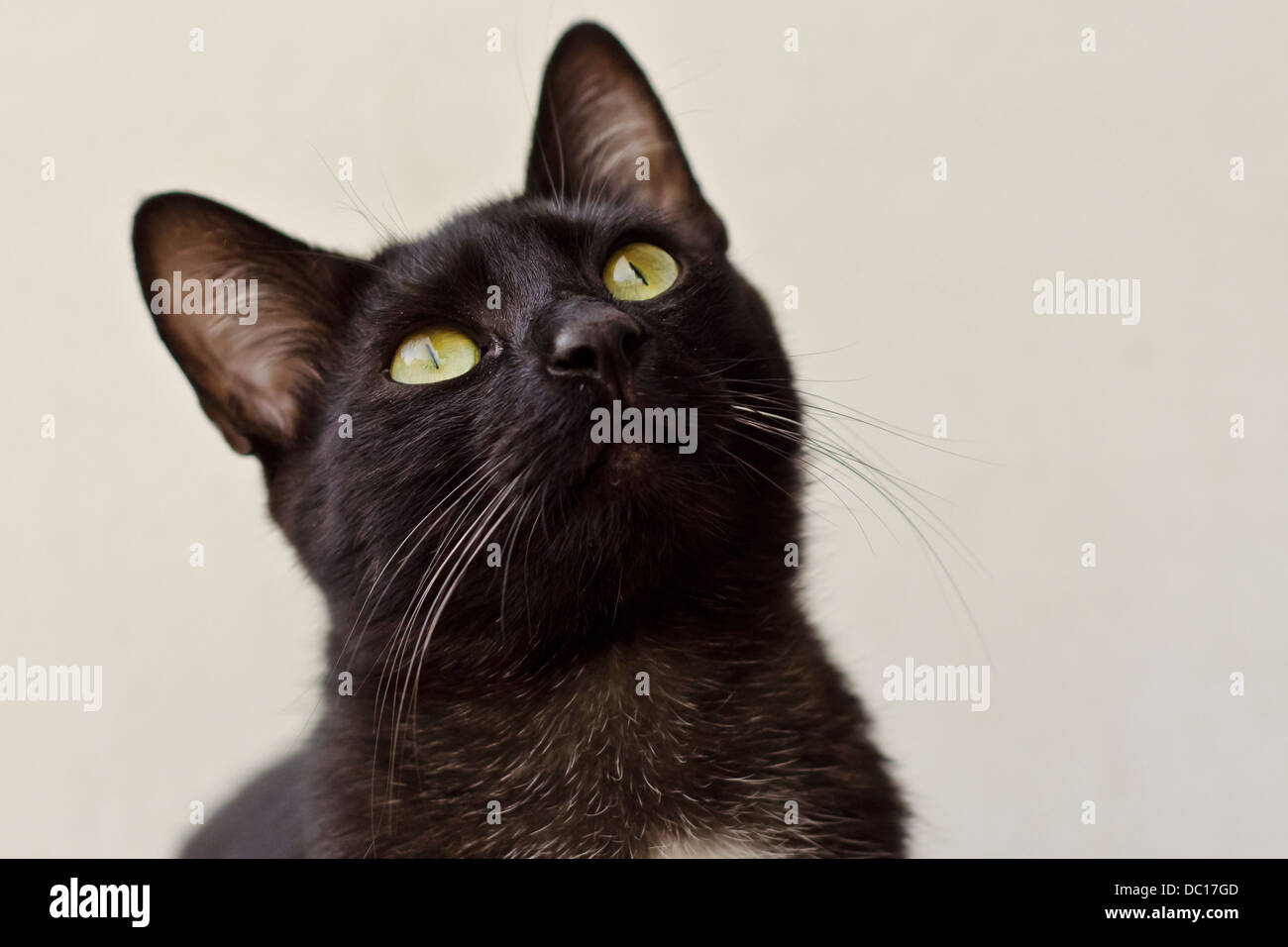 The dreaming cat Stock Photo - Alamy