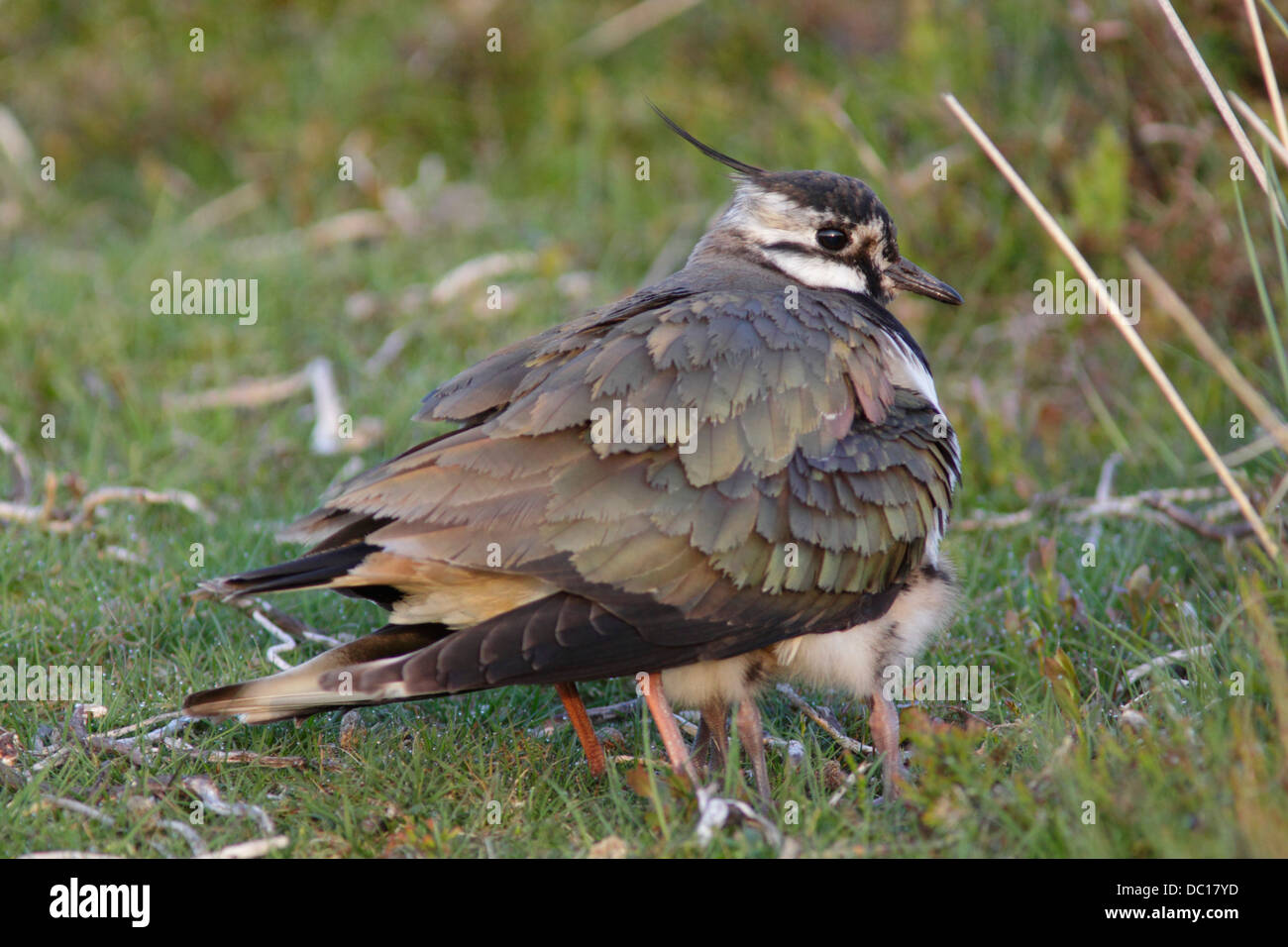 Northern Lapwing (Vanellus vanellus) adult female brooding young ...