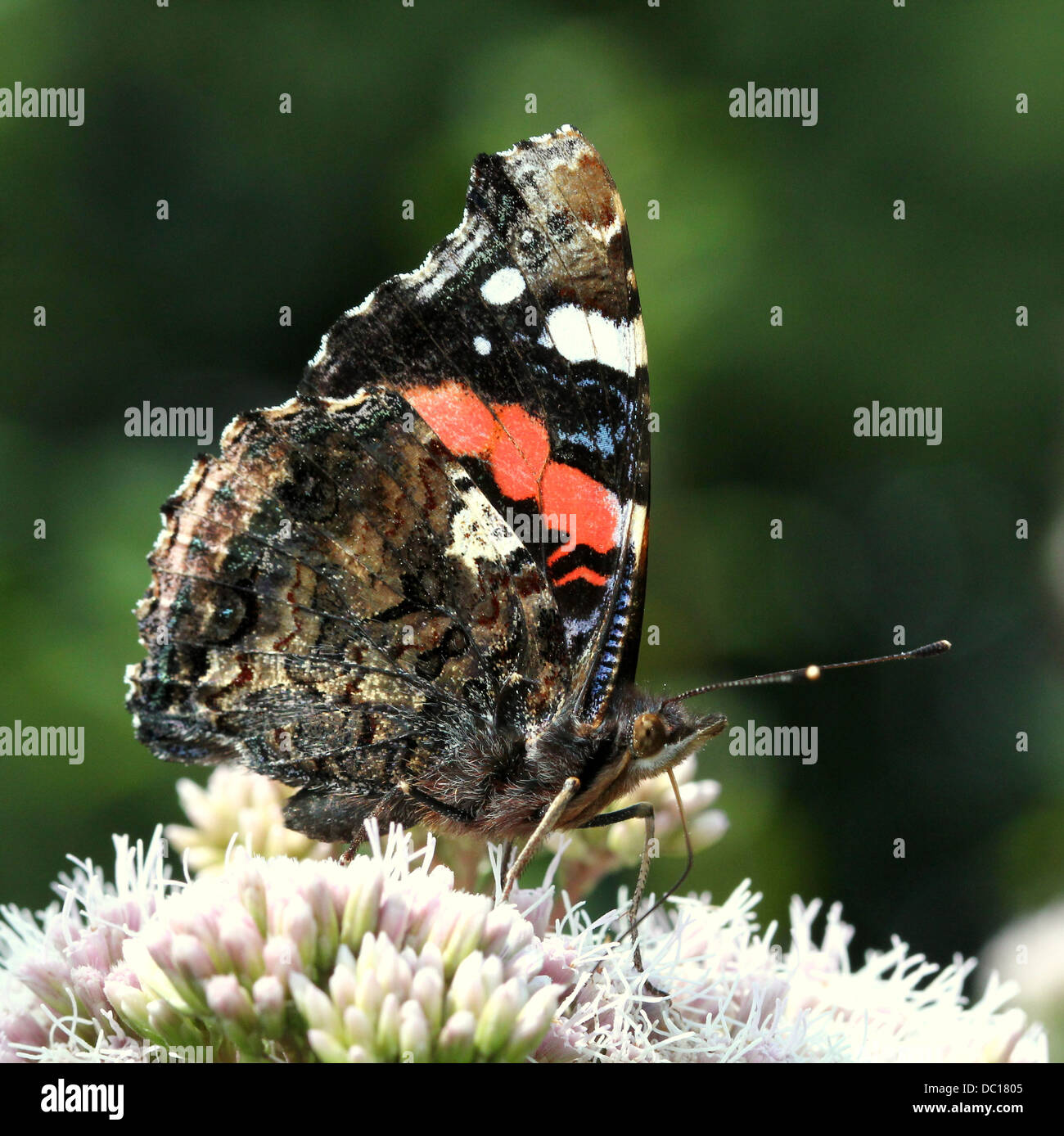 Red admiral butterfly (vanessa atalanta Stock Photo - Alamy
