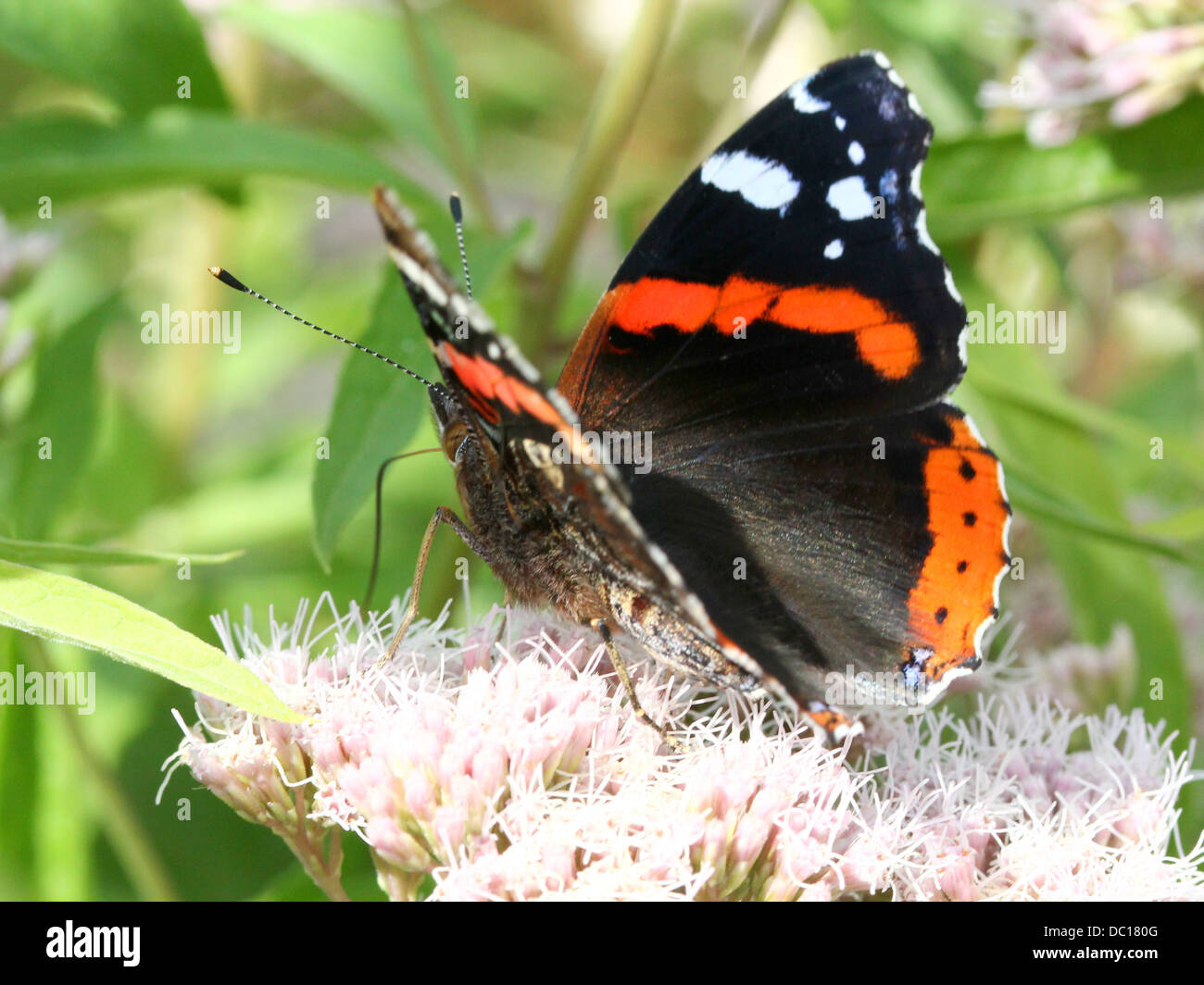 Vanessa mariposa hi-res stock photography and images - Alamy