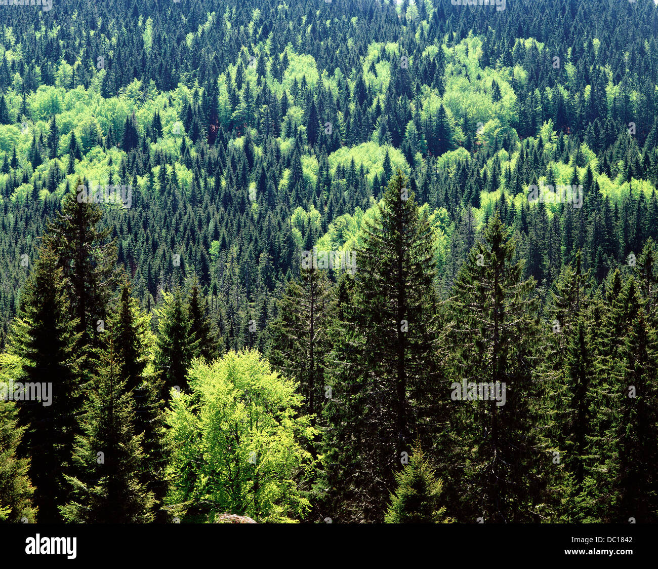 Black forest. Germany Stock Photo - Alamy