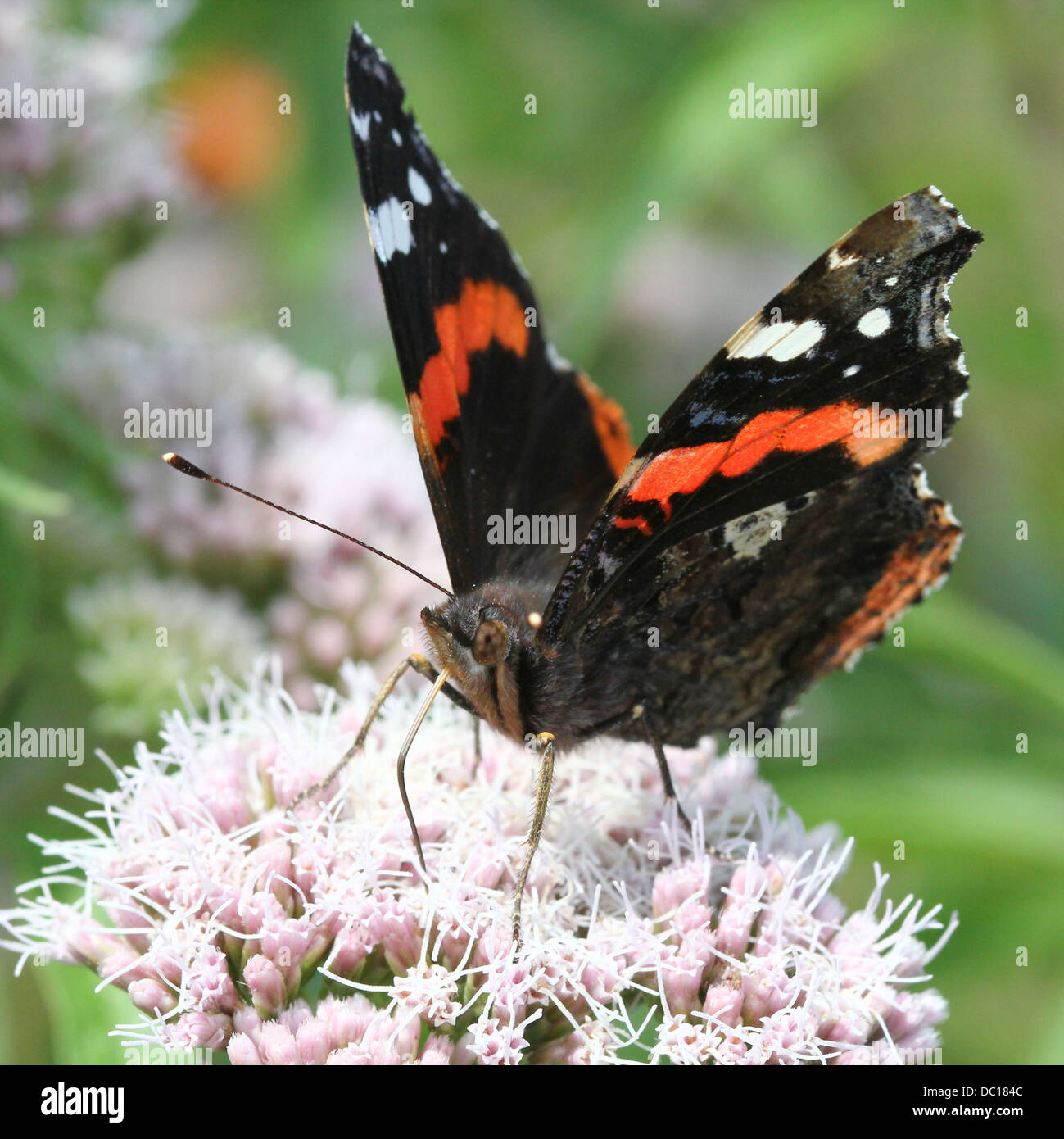 Red admiral butterfly uk hi-res stock photography and images - Alamy