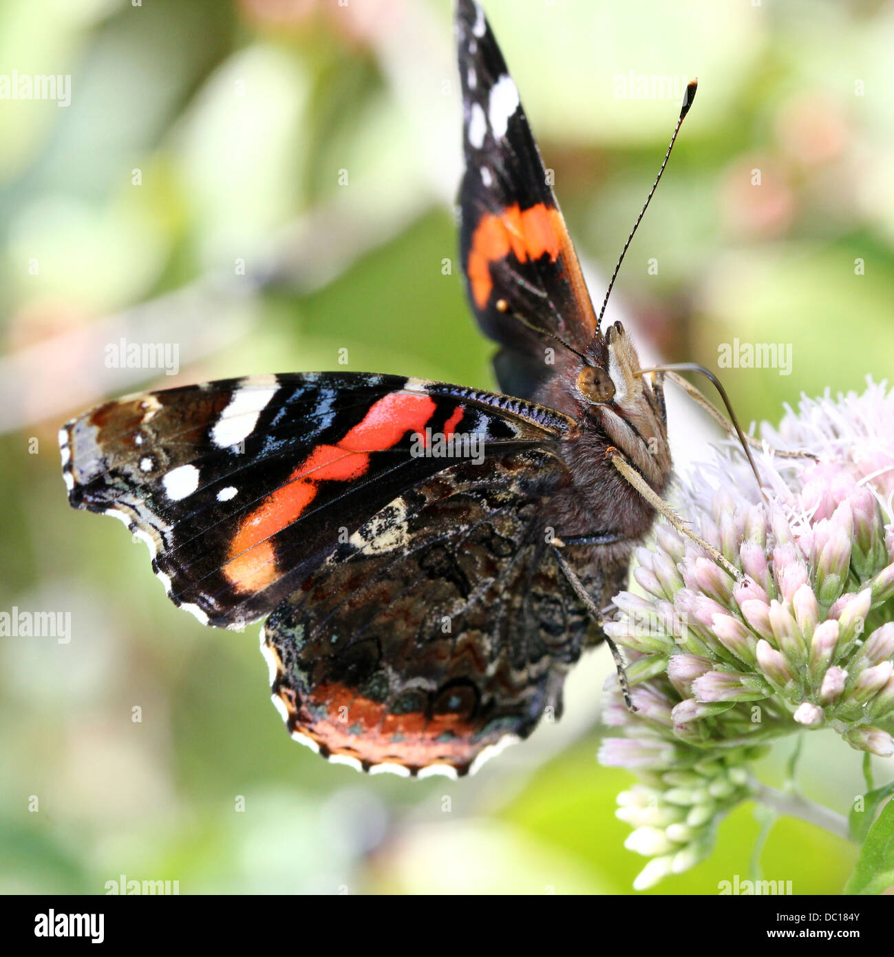 Red admiral butterfly (vanessa atalanta Stock Photo - Alamy
