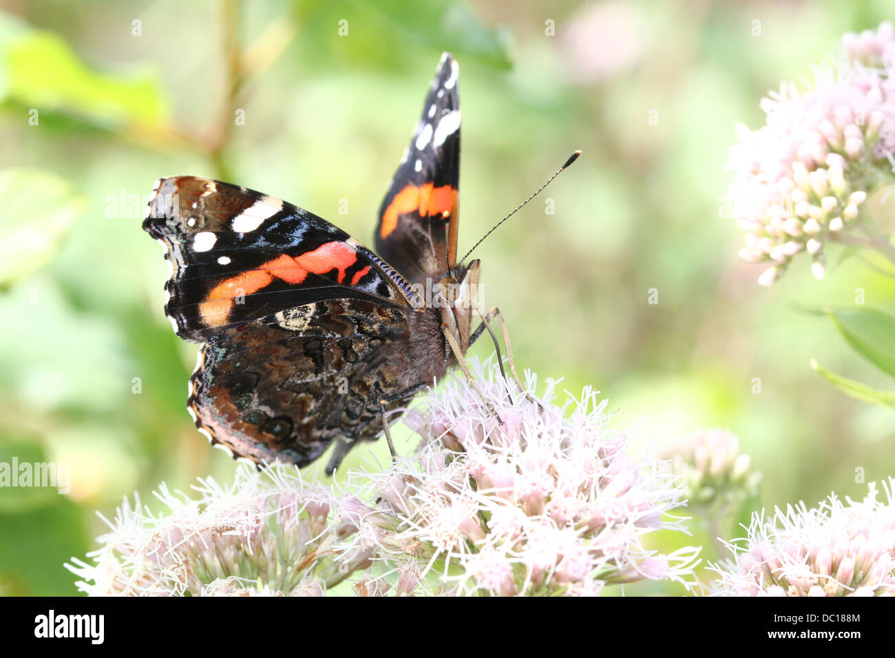 Red admiral butterfly (vanessa atalanta Stock Photo - Alamy