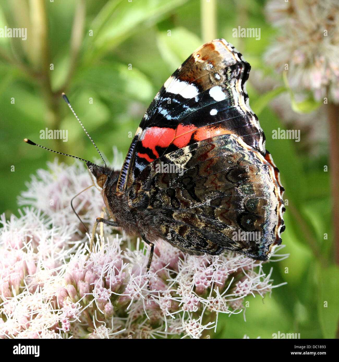 Red admiral butterfly (vanessa atalanta Stock Photo - Alamy
