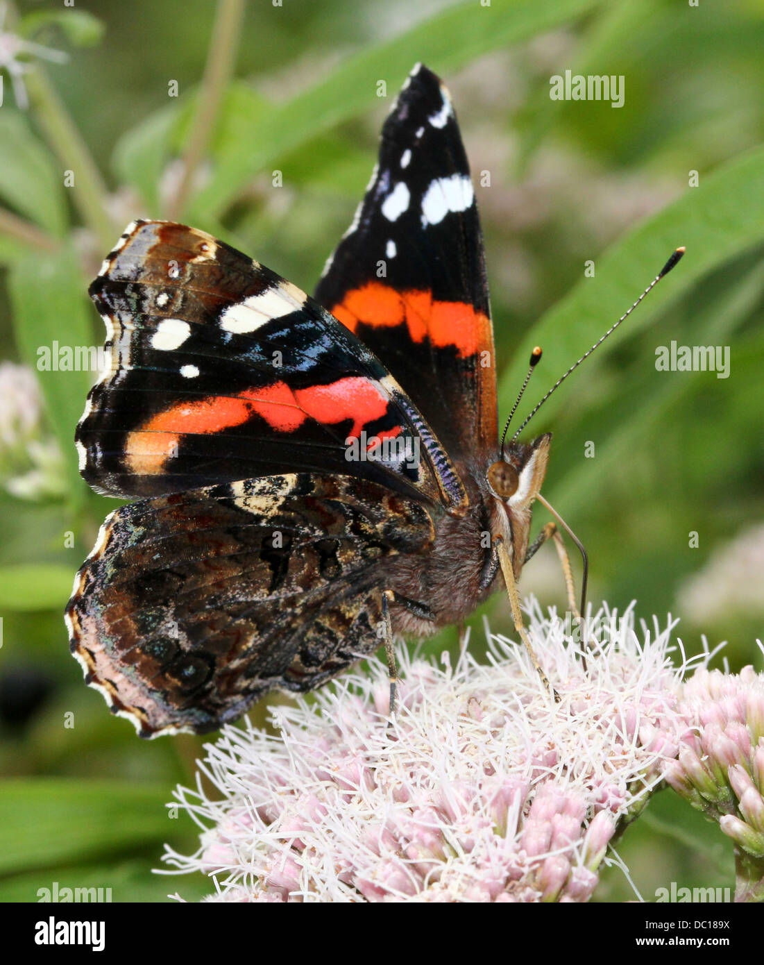 Red admiral butterfly (vanessa atalanta Stock Photo - Alamy