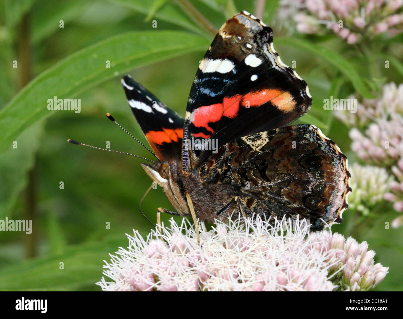 Red admiral butterfly (vanessa atalanta Stock Photo - Alamy