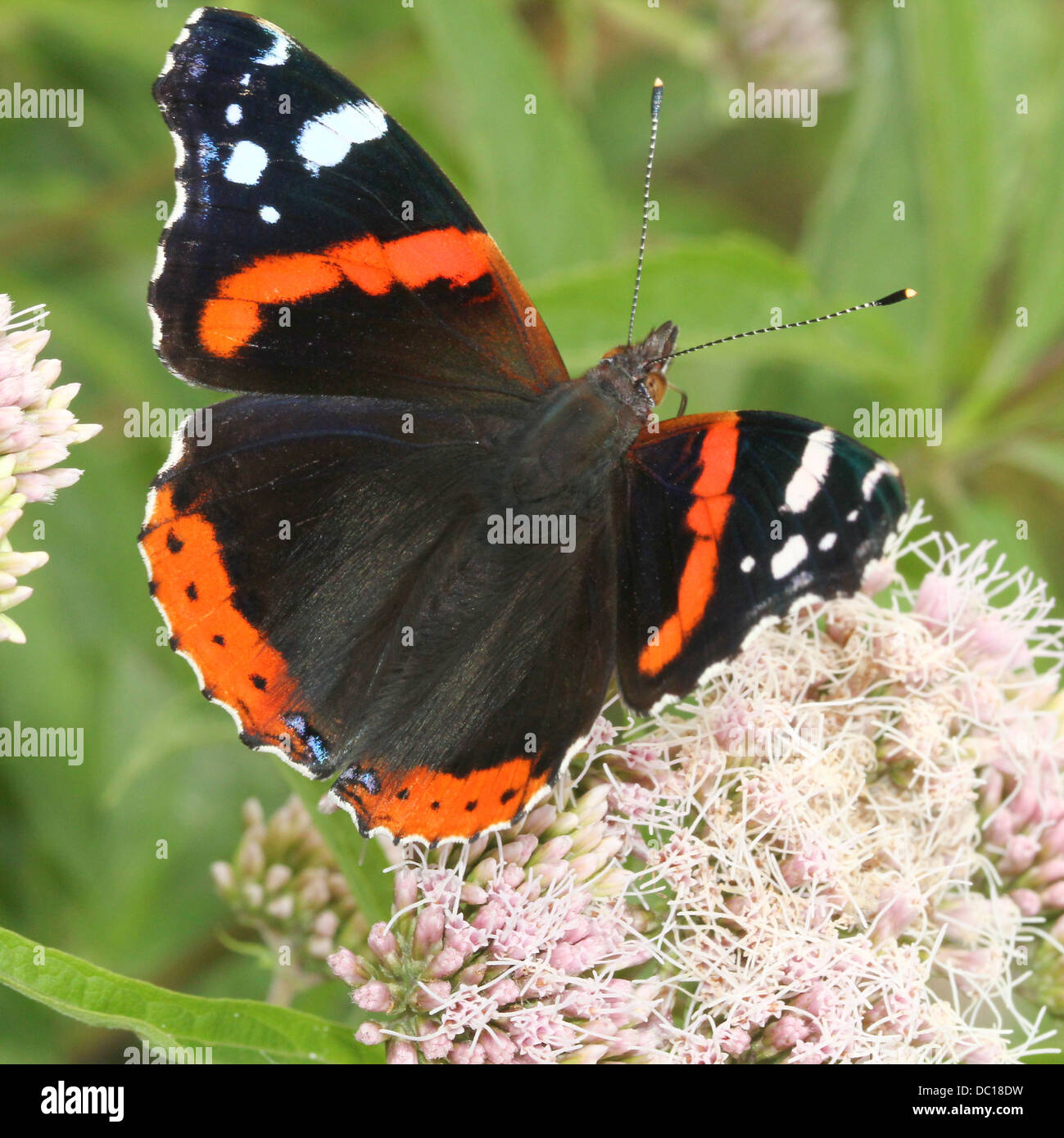 Red admiral butterfly (vanessa atalanta Stock Photo - Alamy