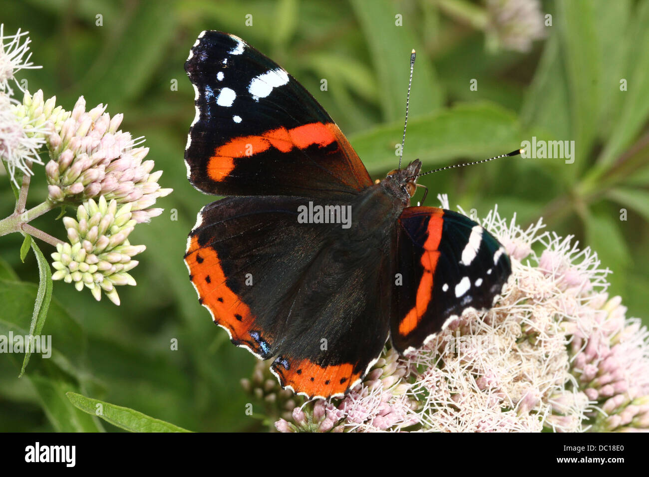 Red admiral butterfly (vanessa atalanta Stock Photo - Alamy