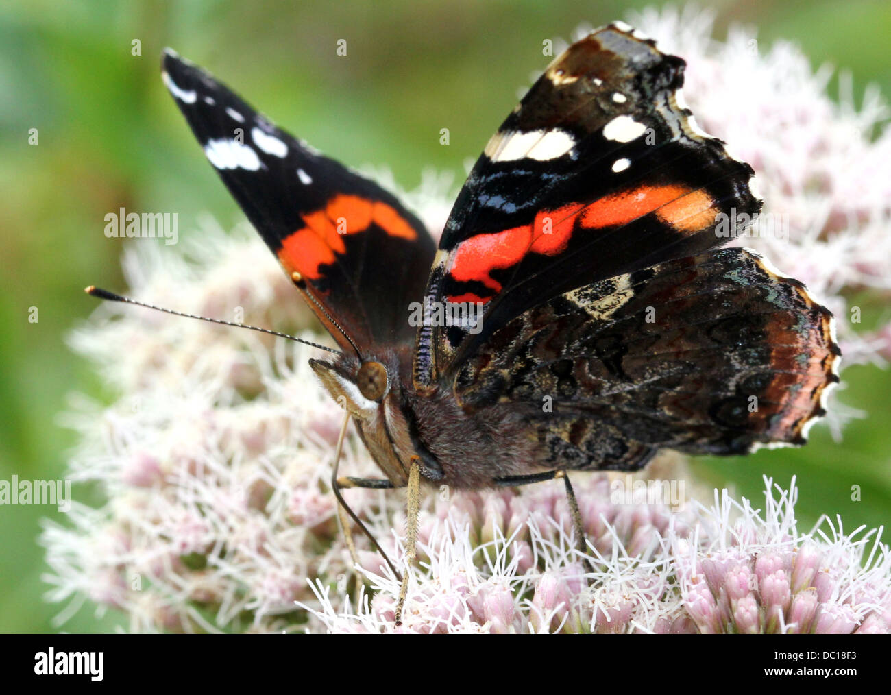 Wings half white half black hi-res stock photography and images - Alamy