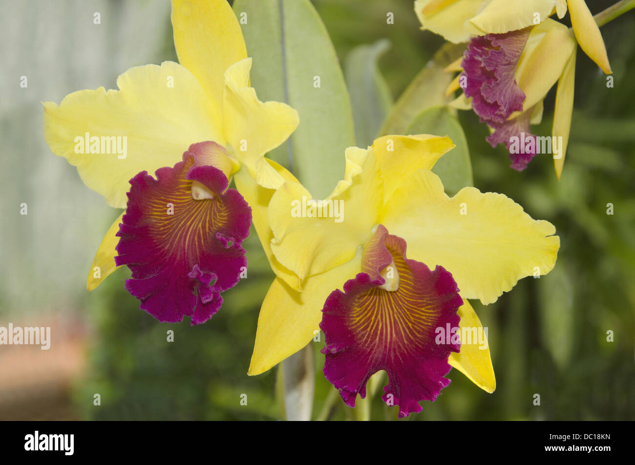 Yellow and Deep Maroon flowers, Pottery Garden, Nong Nooch Village ...