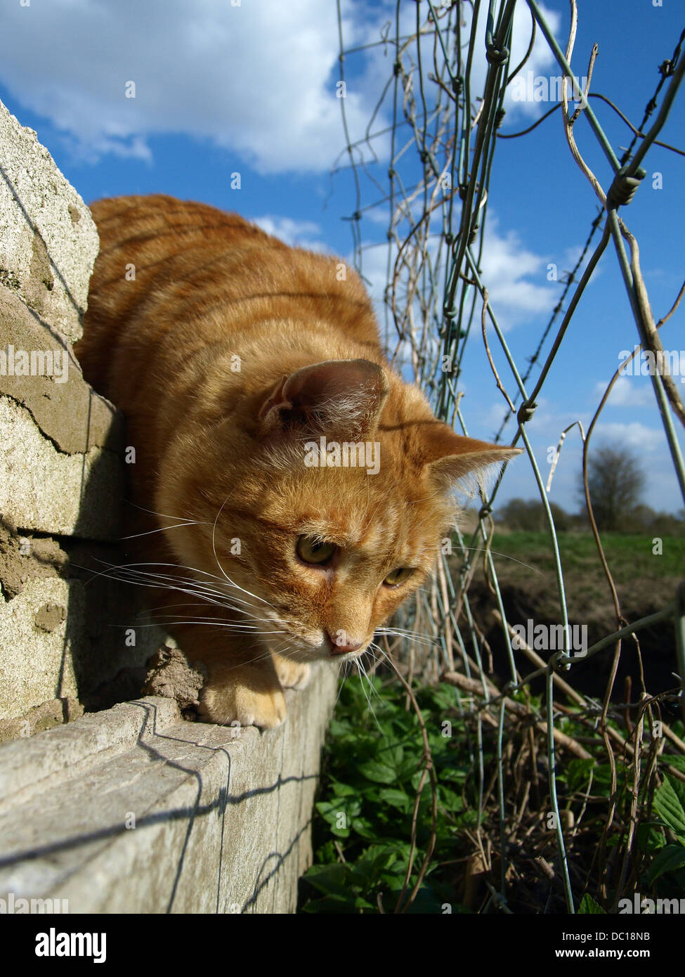 Cat hunting mouse hi-res stock photography and images - Alamy