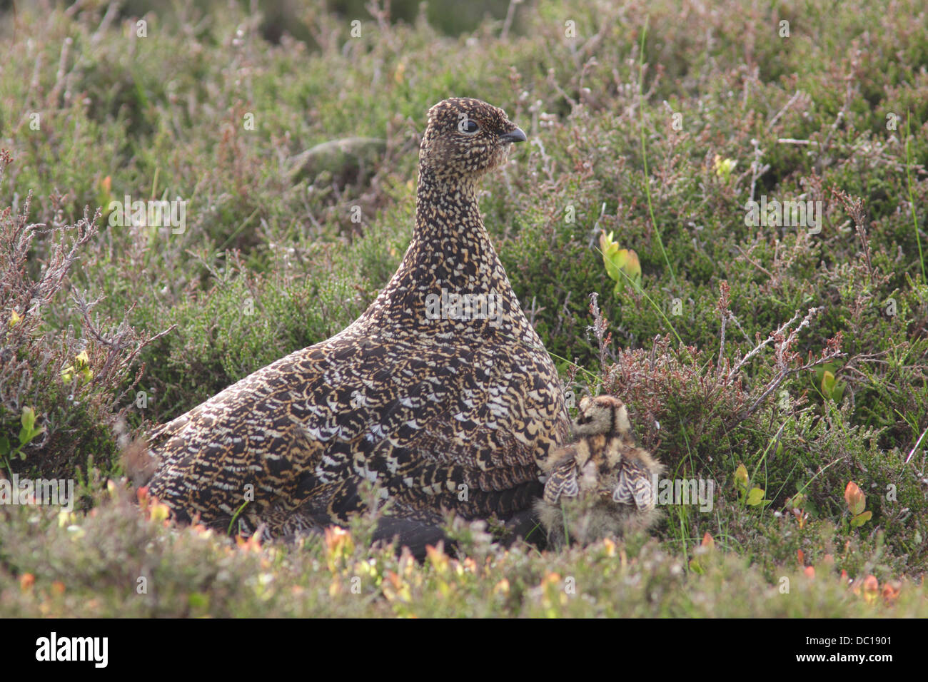 Red Grouse (Lagopus lagopus scoticus) adult female with chick, North ...