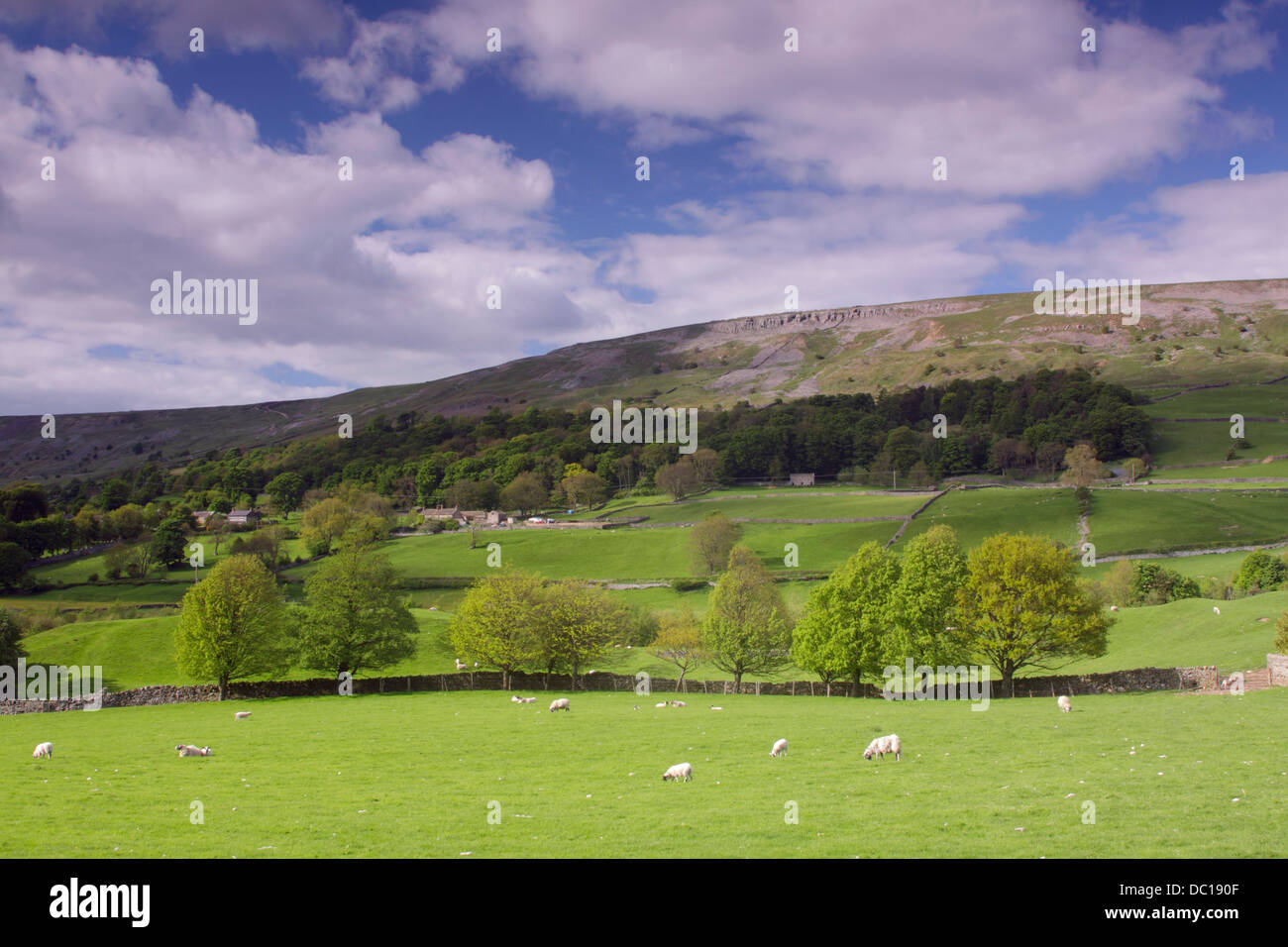 View of sheep in field and hillside, Reeth, Swaledale, Yorkhire Dales ...