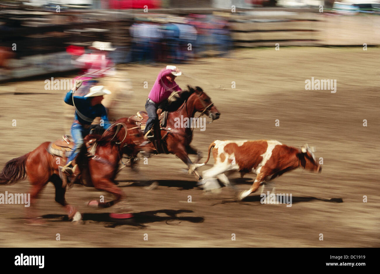 Team cattle roping hi-res stock photography and images - Alamy