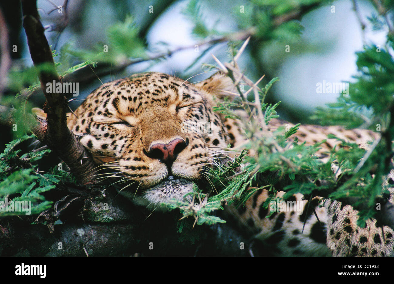 Leopardess. Masai Mara. Kenya Stock Photo - Alamy
