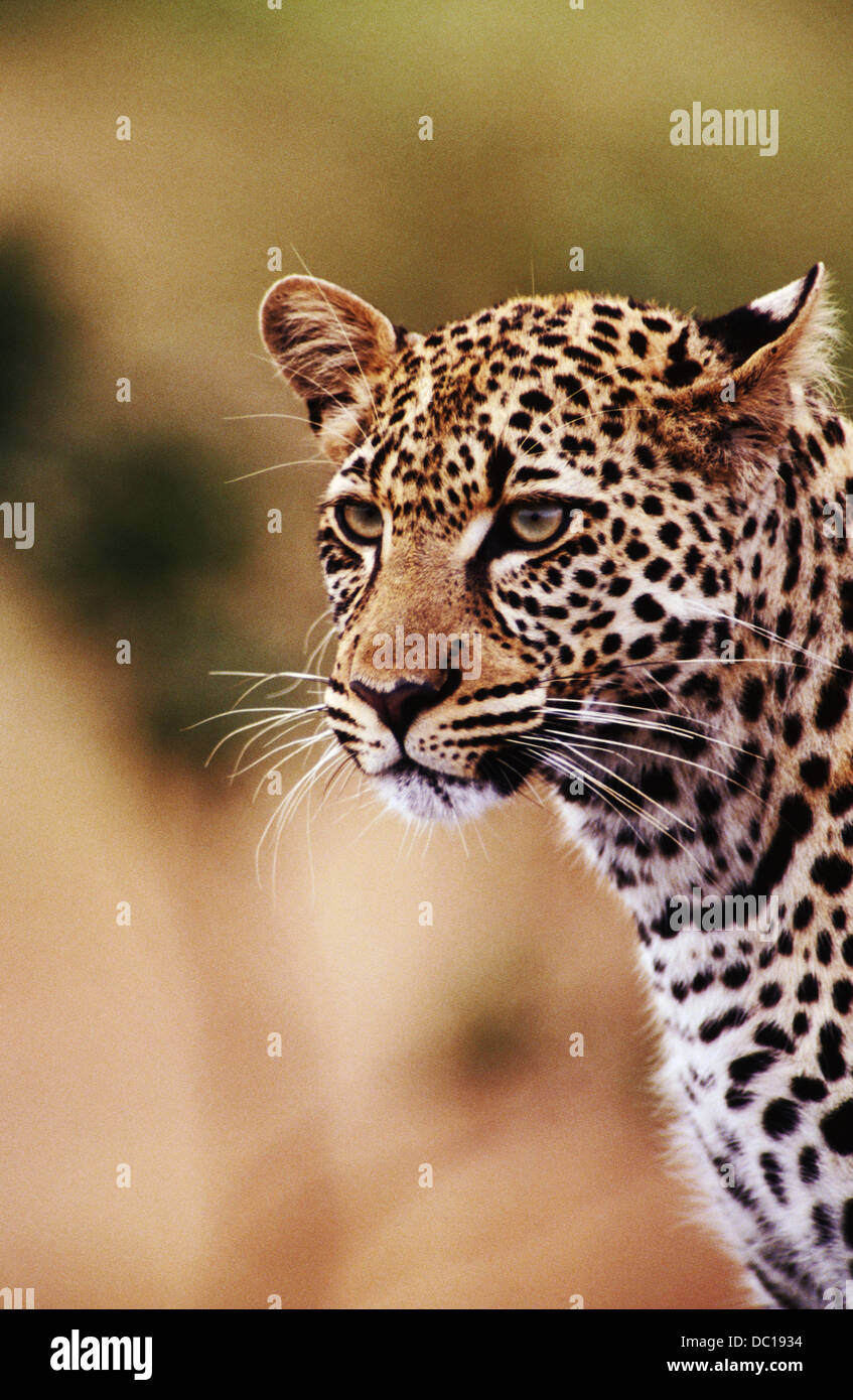 Leopardess hi-res stock photography and images - Alamy