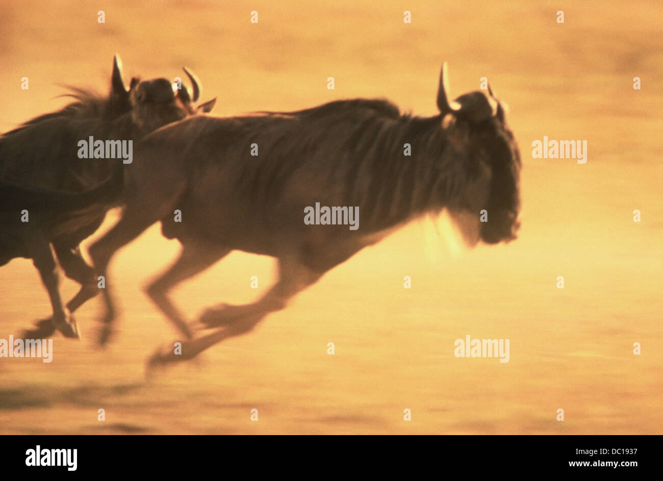 Wildebeest running two hi-res stock photography and images - Alamy