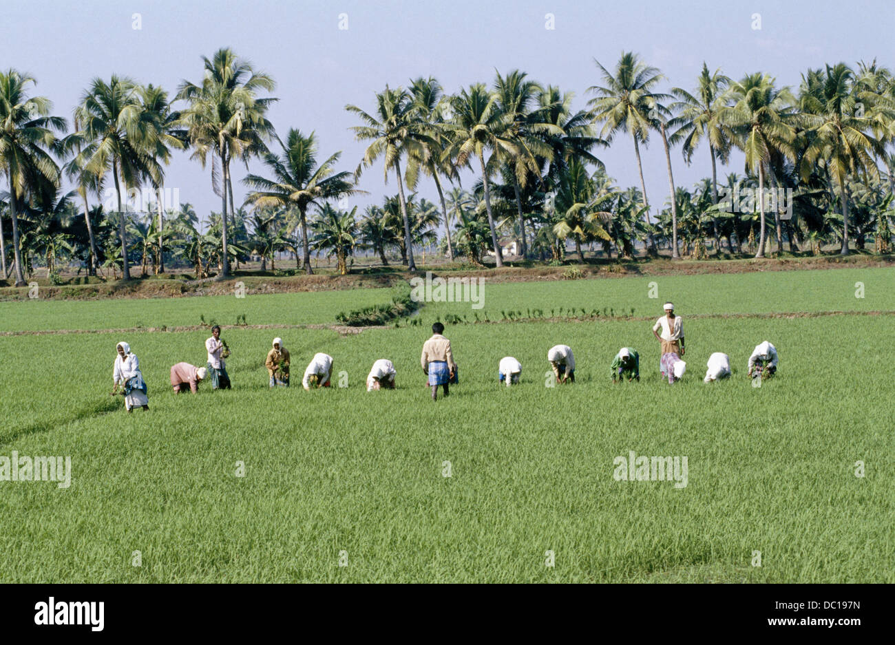 Peasants working at rice fields. Kerala. India Stock Photo - Alamy