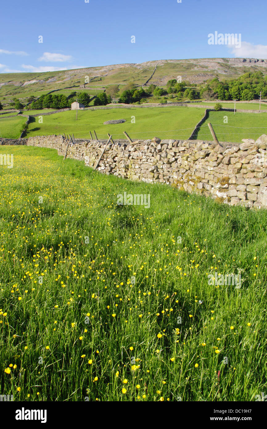 View of wild flower meadows, Reeth, Swaledale, Yorkhire Dales National ...