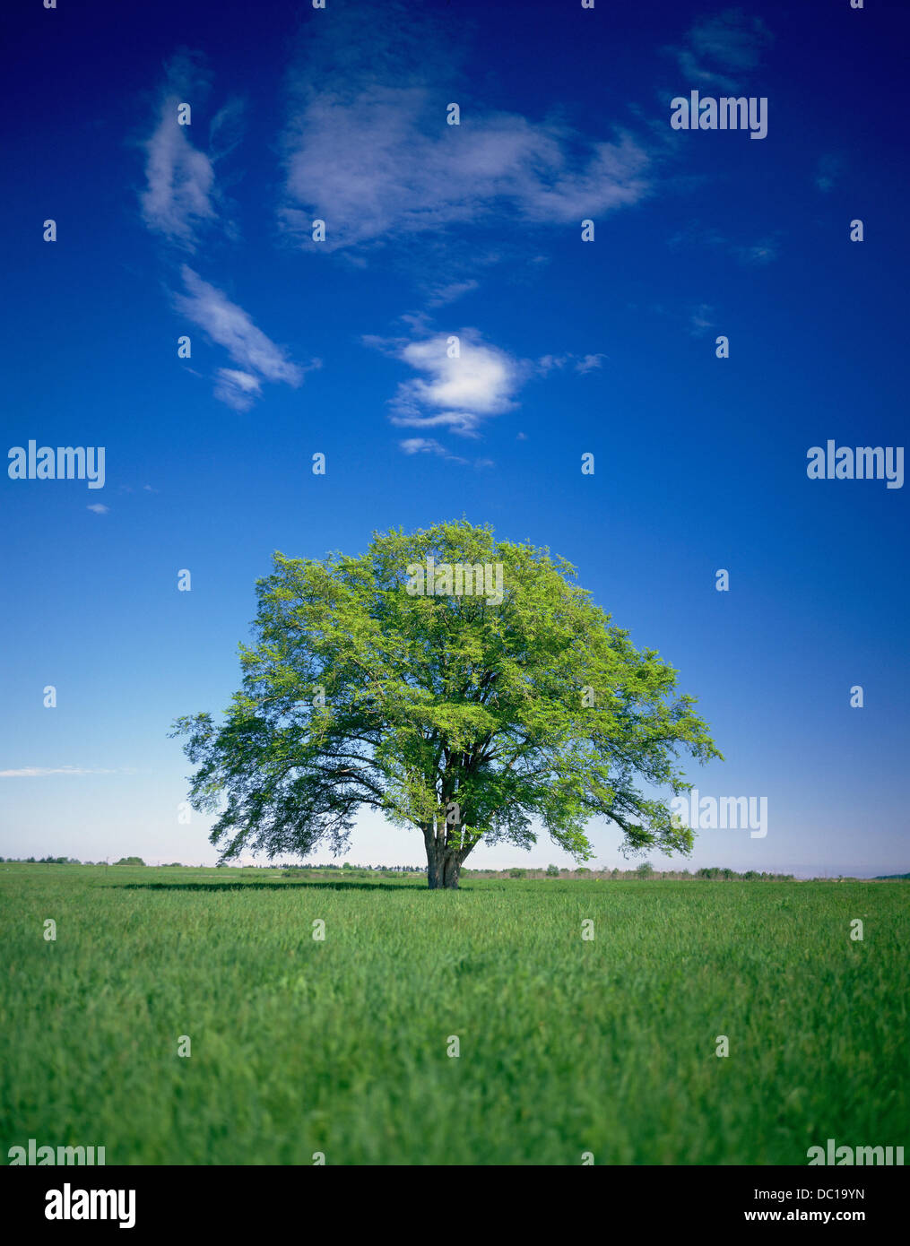 Field Elm High Resolution Stock Photography and Images - Alamy