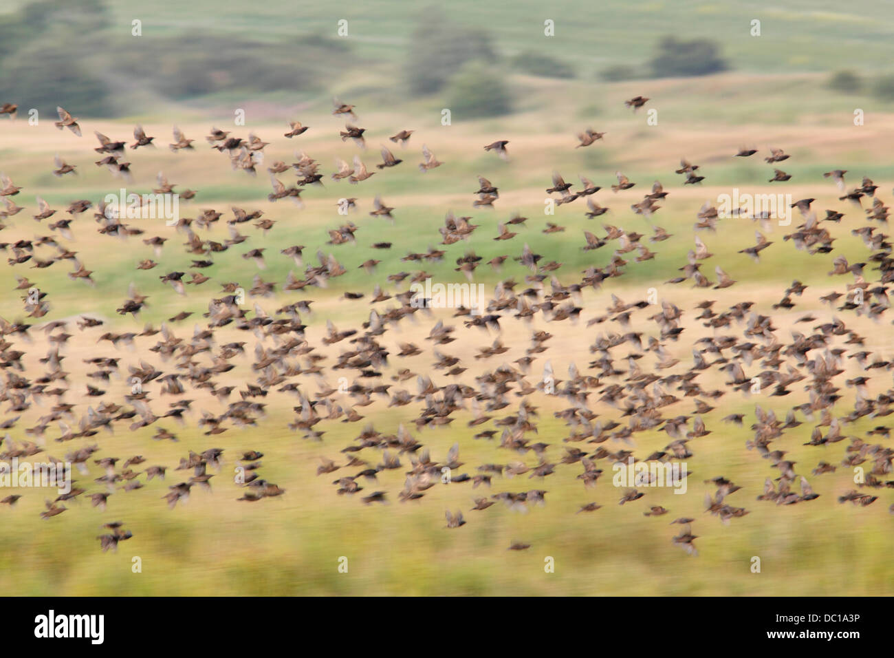 Low Flying Starling High Resolution Stock Photography and Images - Alamy