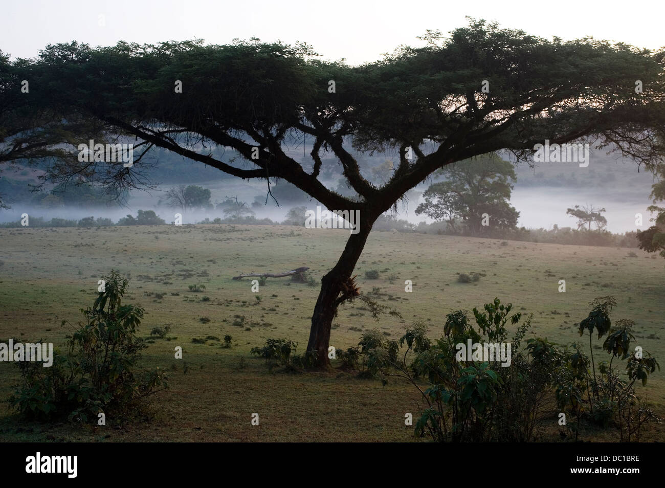 Jimma hi-res stock photography and images - Alamy