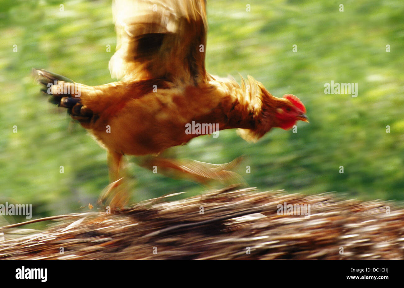 Chicken running away hi-res stock photography and images - Alamy