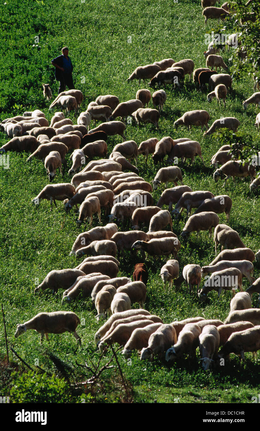 Shepherd with sheep hi-res stock photography and images - Alamy