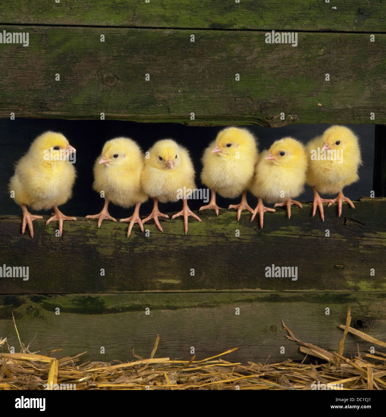 6 chicks hi-res stock photography and images - Alamy