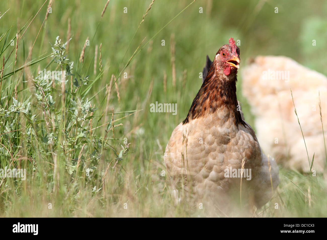 big colorful hen running in the grass at the farm Stock Photo - Alamy