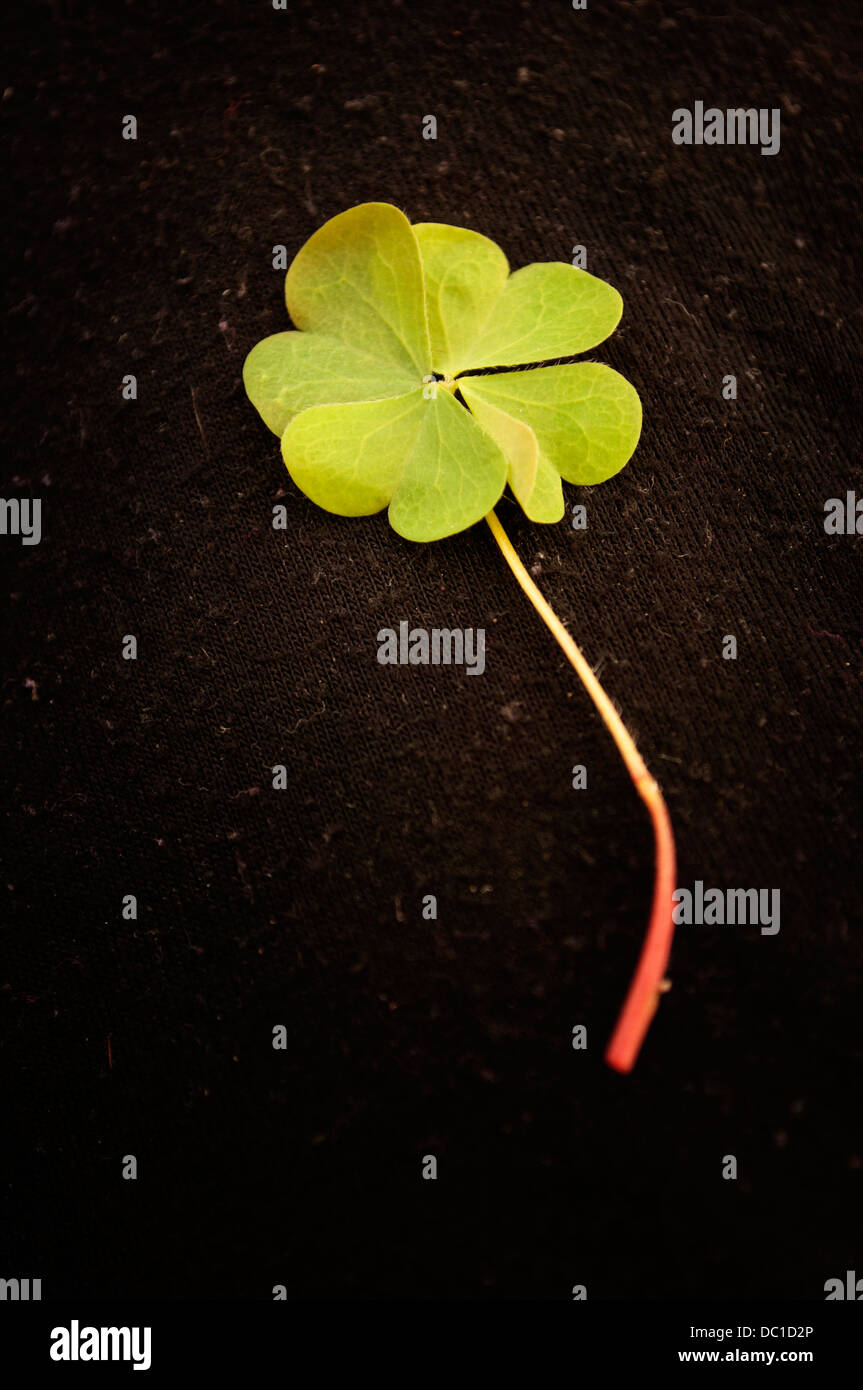 Good luck clover hi-res stock photography and images - Alamy