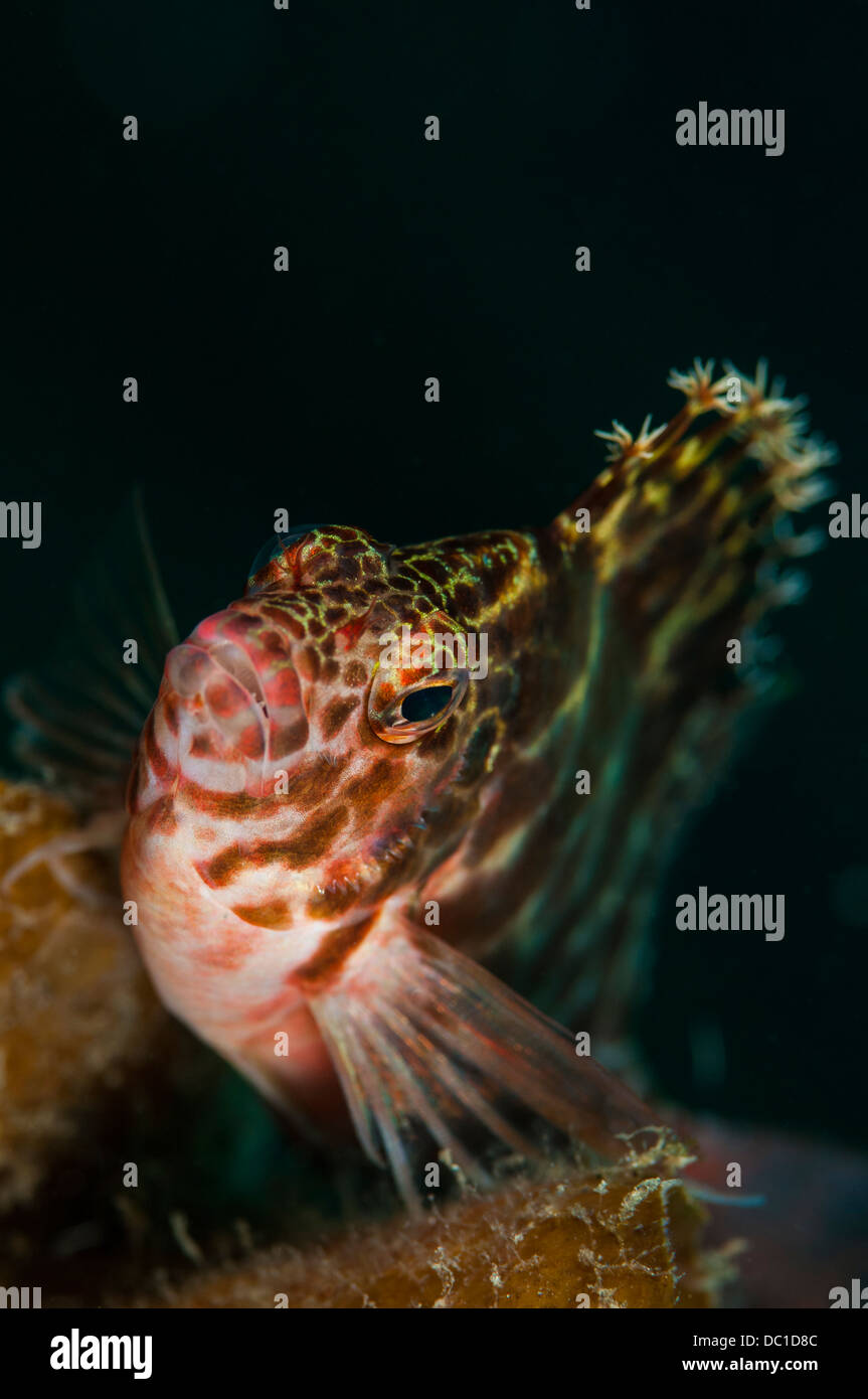 Osteichthyes coral creature dive eye fin fish fishes hawkfishes hi-res ...