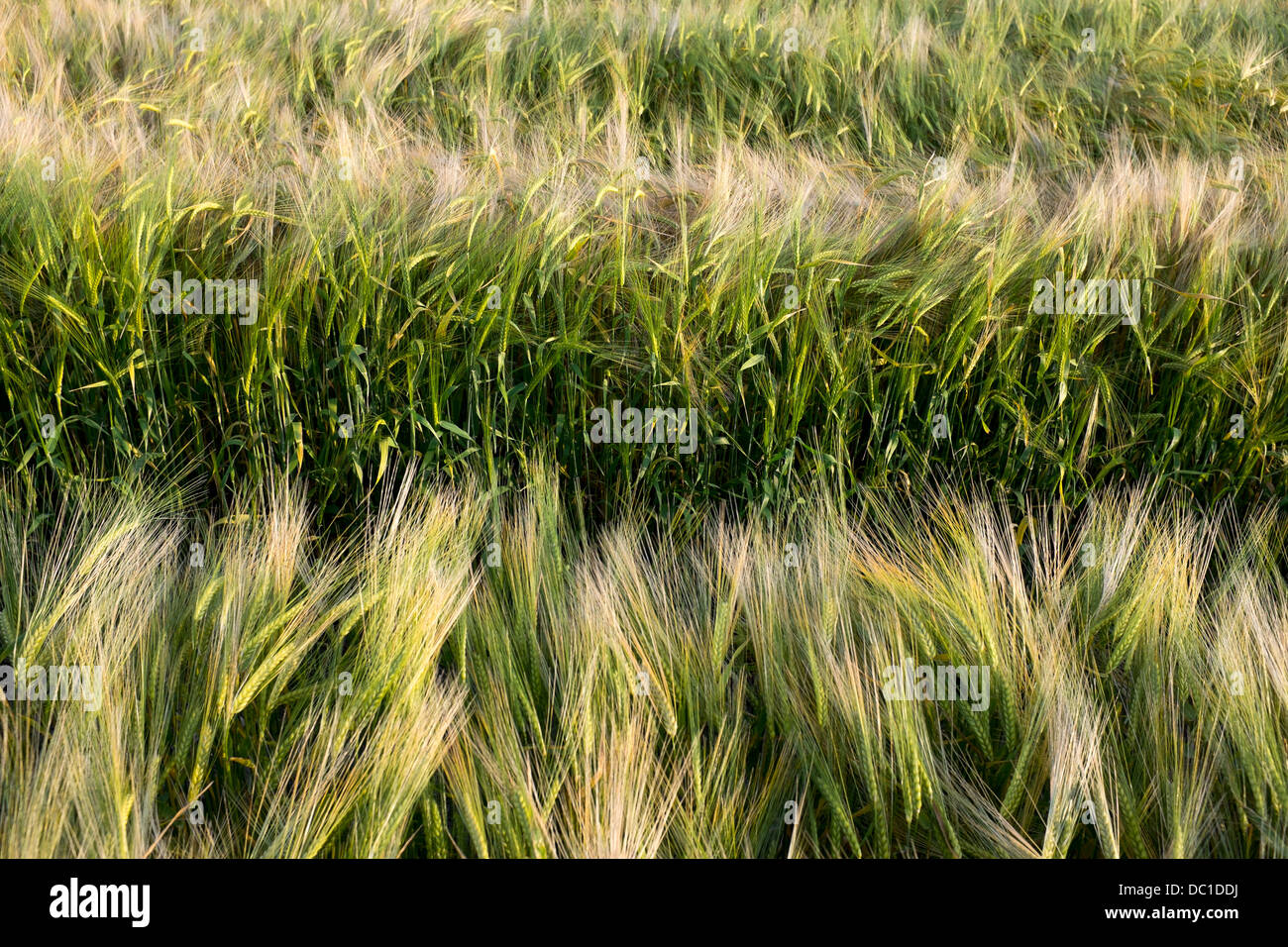 Rows of wheat plants hi-res stock photography and images - Alamy