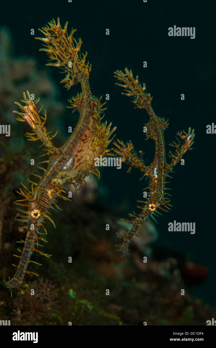 Osteichthyes coral couple drift expecting eye fishes ghost pipefishes ...