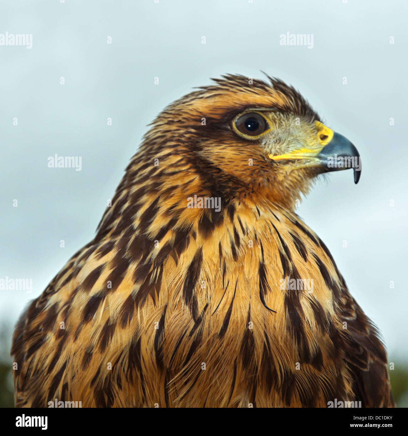 Harris hawks hunting hi-res stock photography and images - Alamy