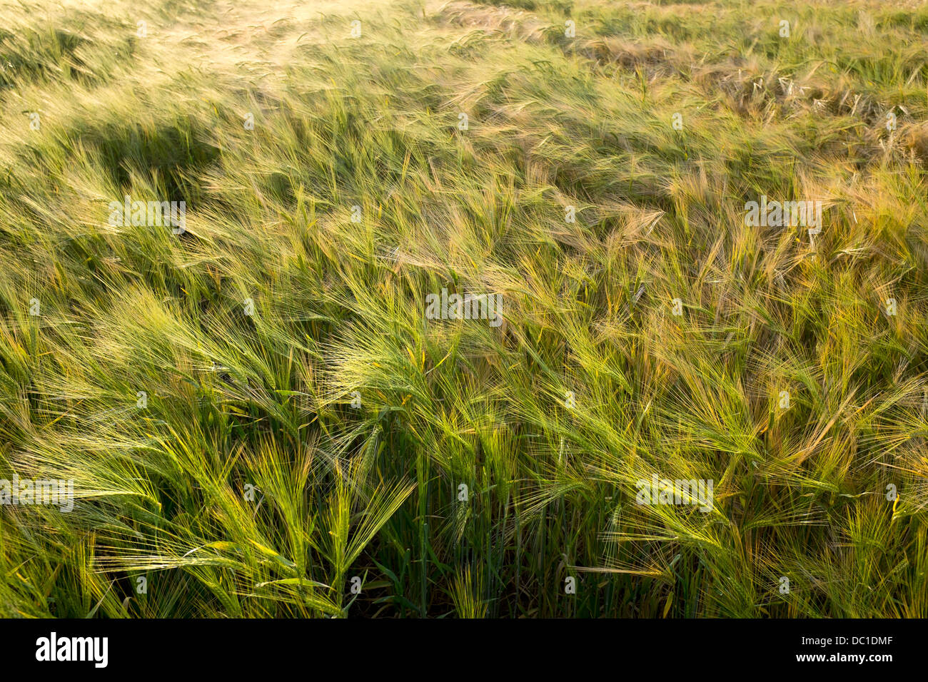 Wheat Field blowing in the wind Stock Photo - Alamy