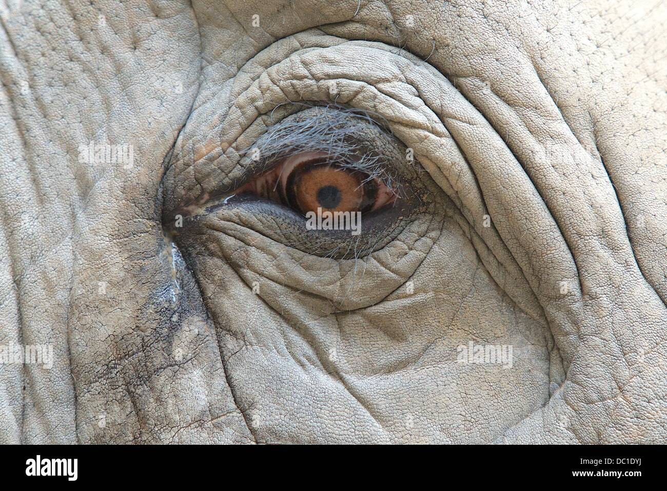 Leipzig, Germany. 07th Aug, 2013. The left eye of an Asian elephant ...