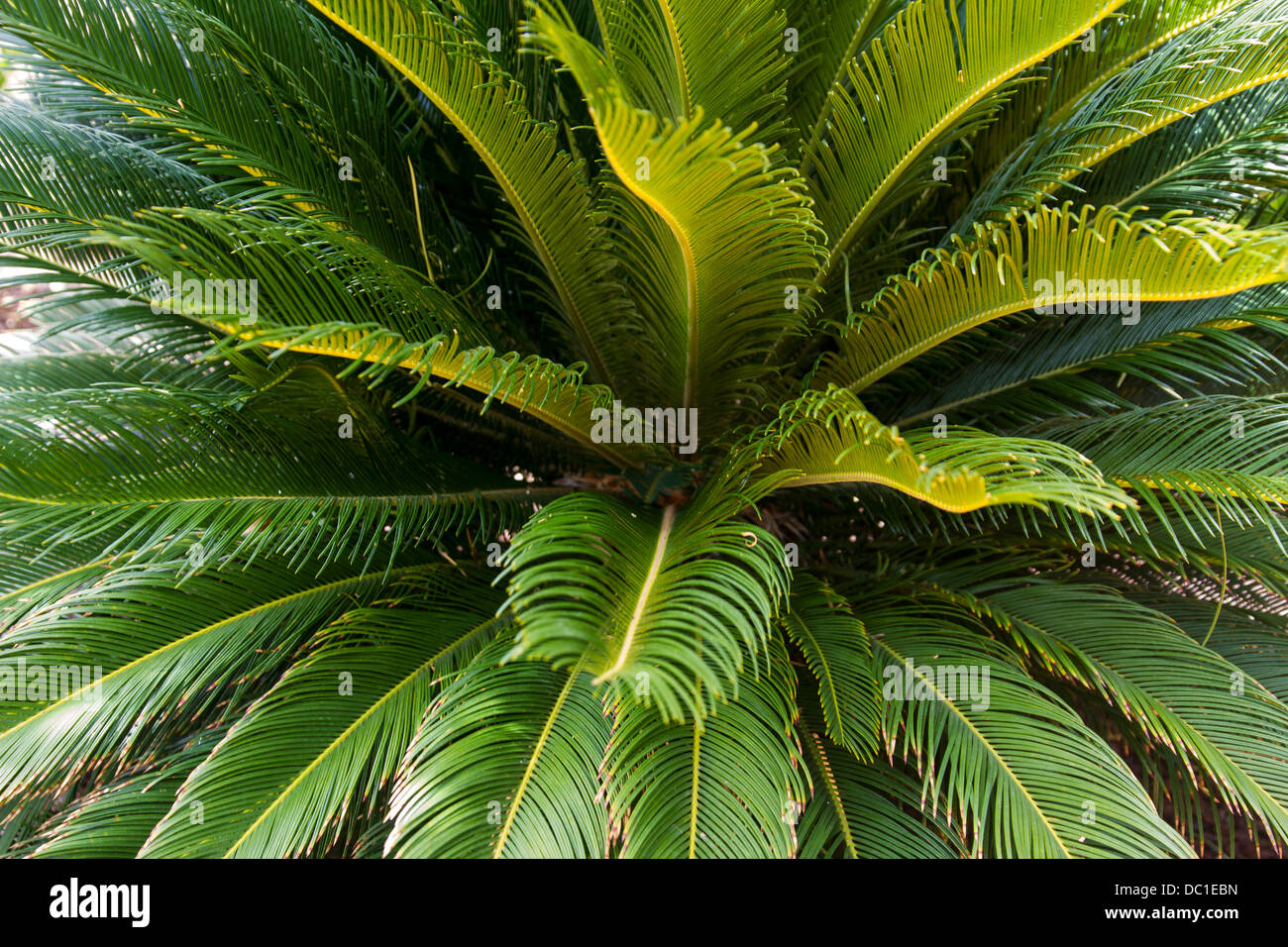 Planta de palma hi-res stock photography and images - Alamy