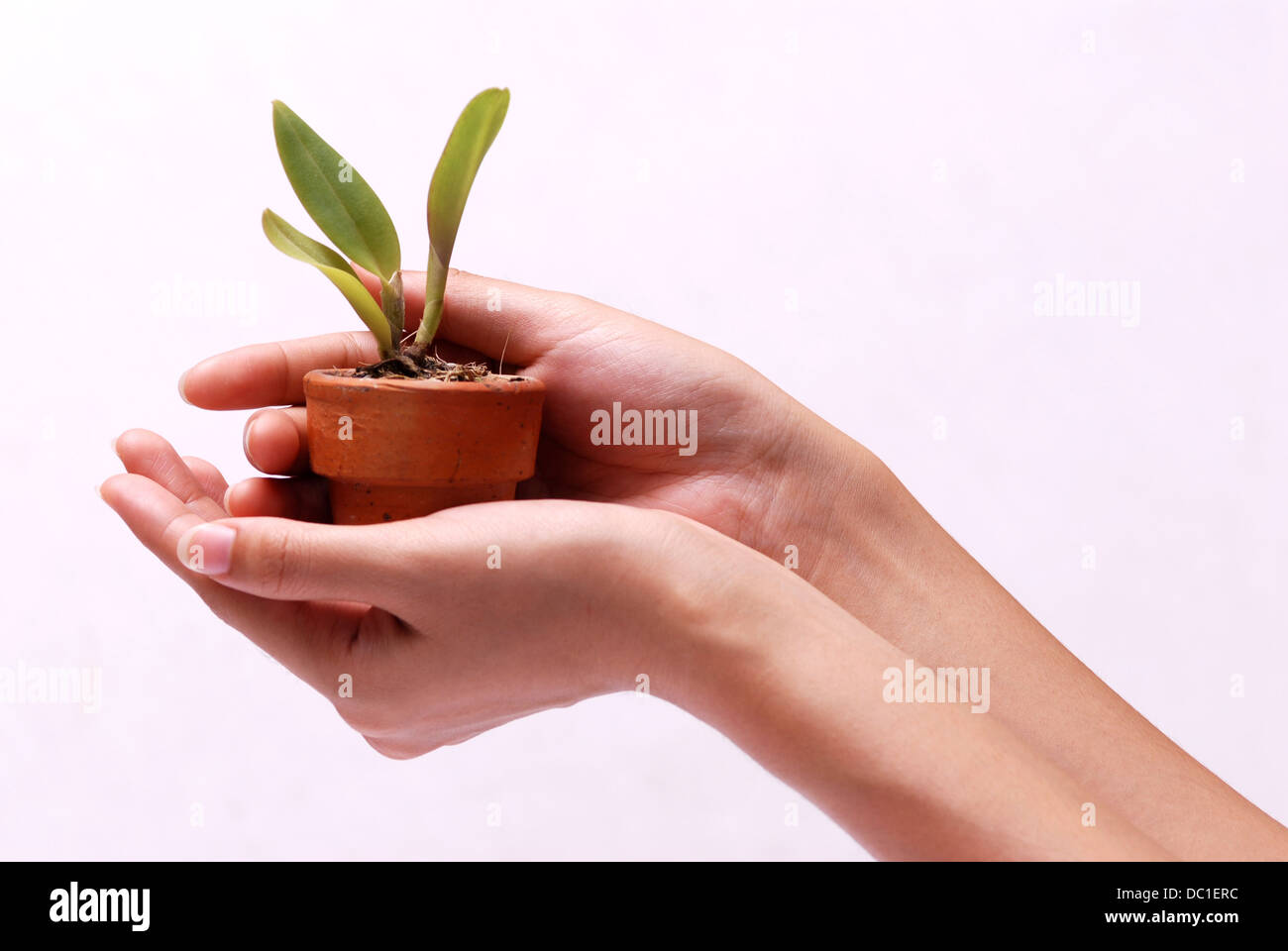 Hand plant in pot hi-res stock photography and images - Alamy