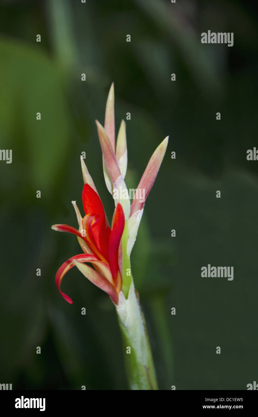Commelinids High Resolution Stock Photography and Images - Alamy