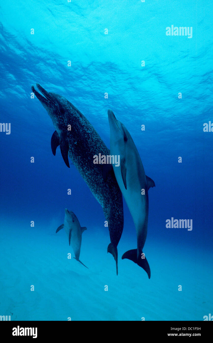 Baby atlantic spotted dolphin hi-res stock photography and images - Alamy