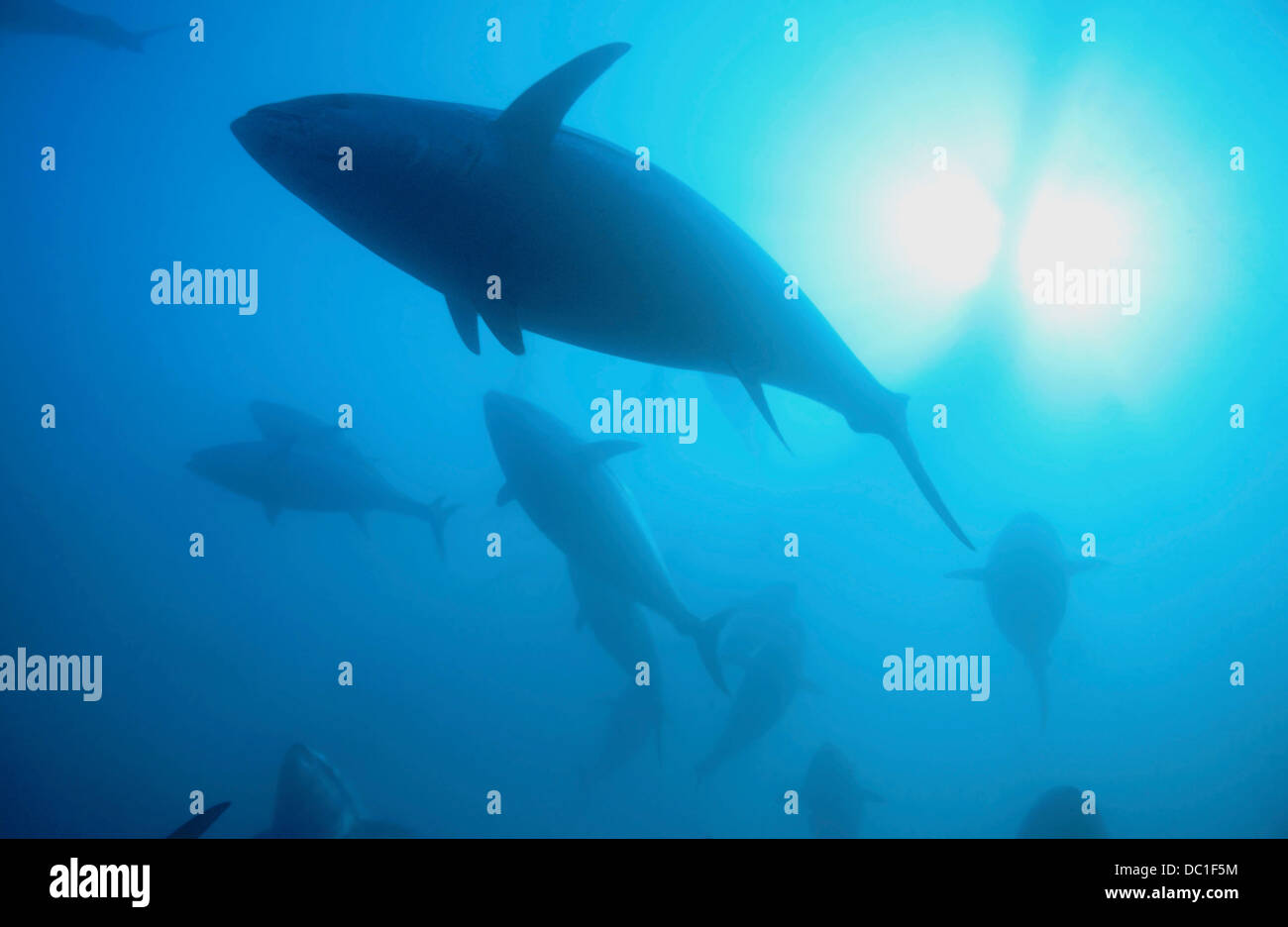 Bluefin tuna water hi-res stock photography and images - Alamy