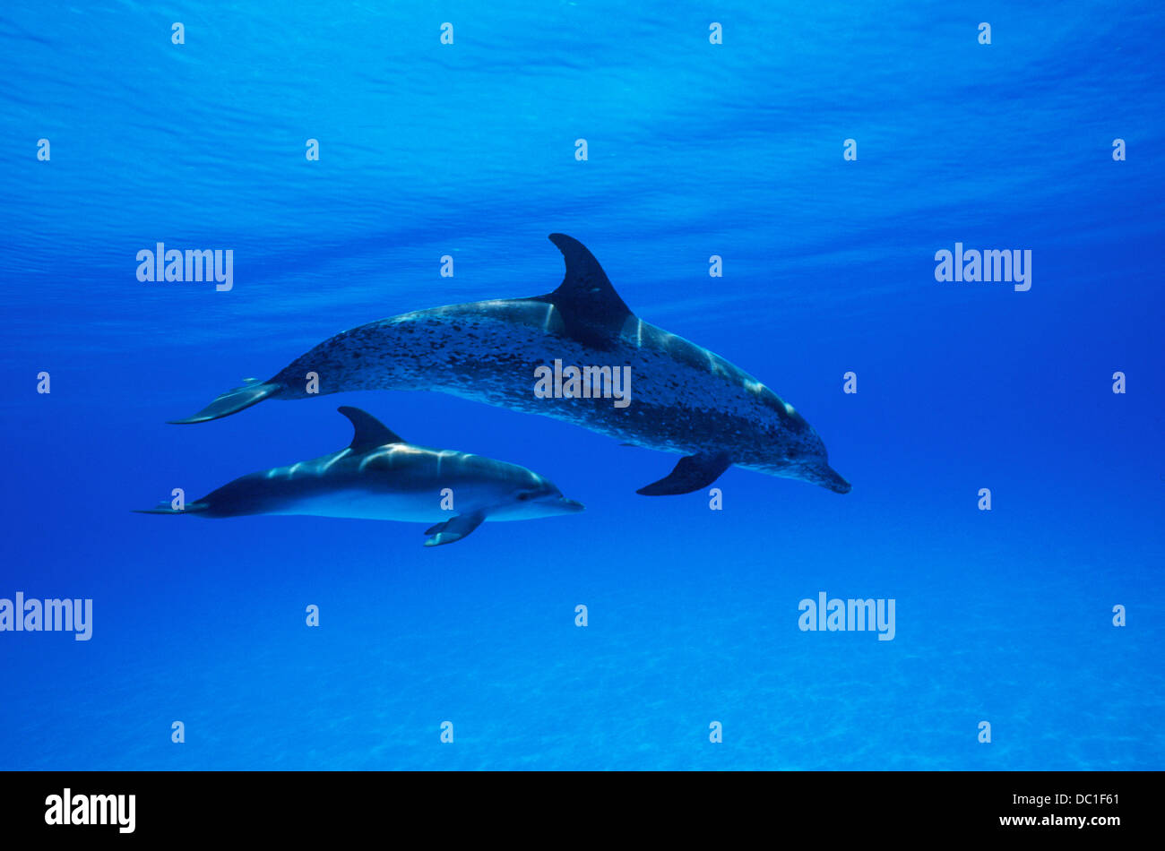 Atlantic spotted dolphin pair hi-res stock photography and images - Alamy