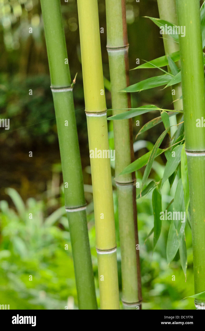 Bamboo phyllostachys viridiglaucescens hi-res stock photography and ...