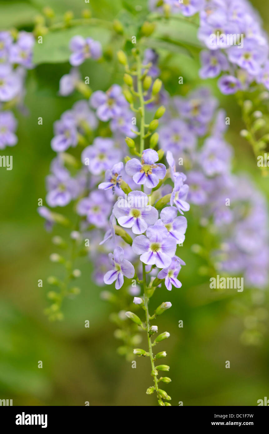 Pigeon berry (Duranta erecta Stock Photo - Alamy