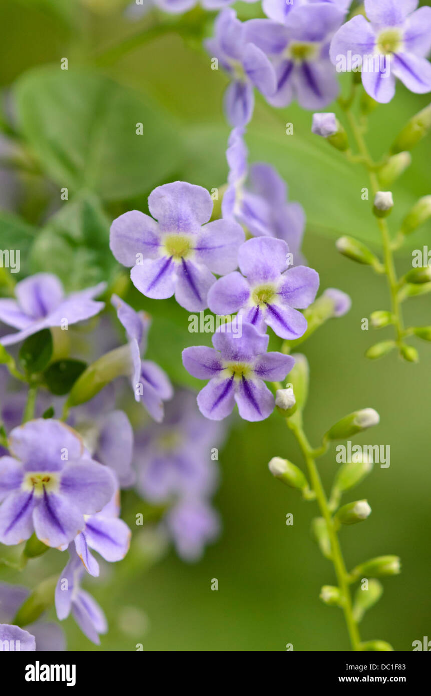 Golden dewdrop hi-res stock photography and images - Alamy