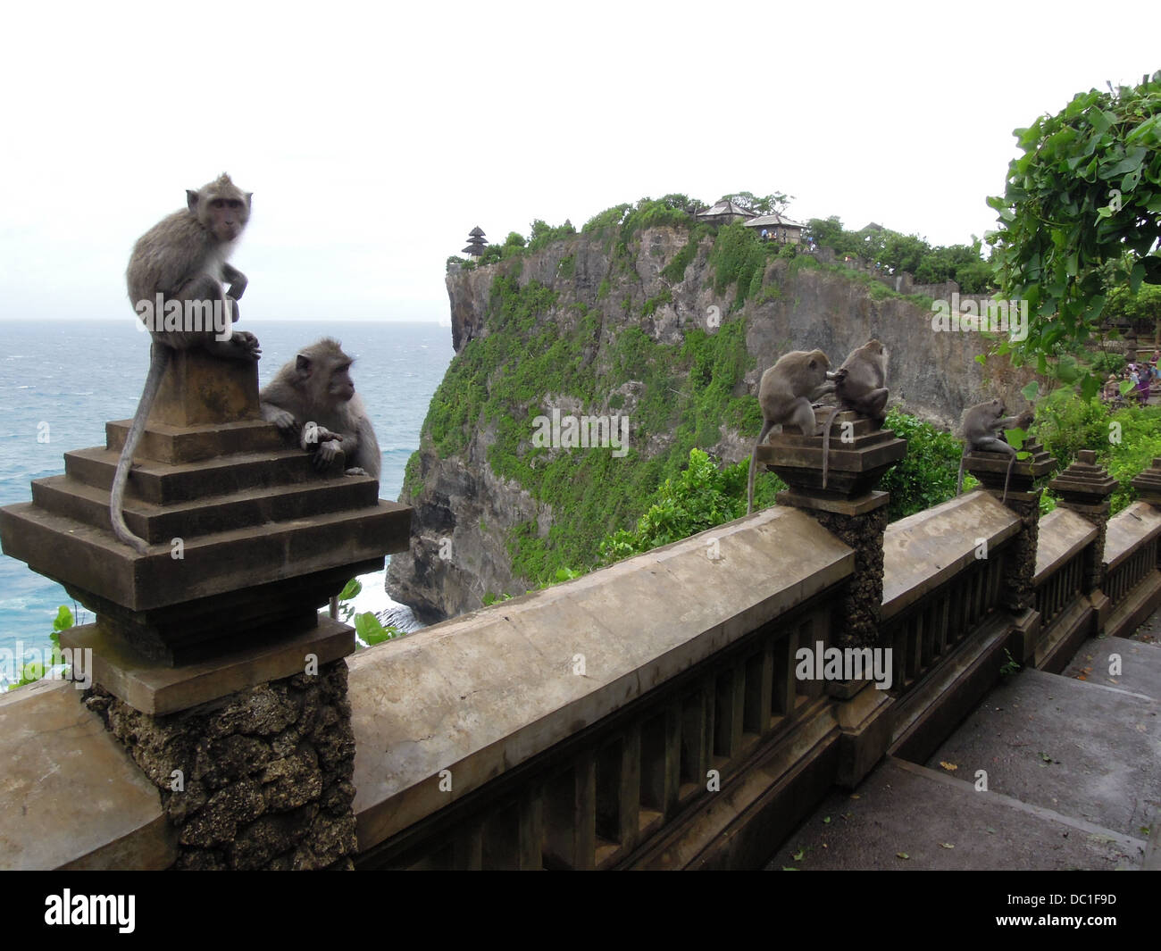 Monkeys at the Temple of Uluwatu on the island of Bali, Indonesia Stock ...