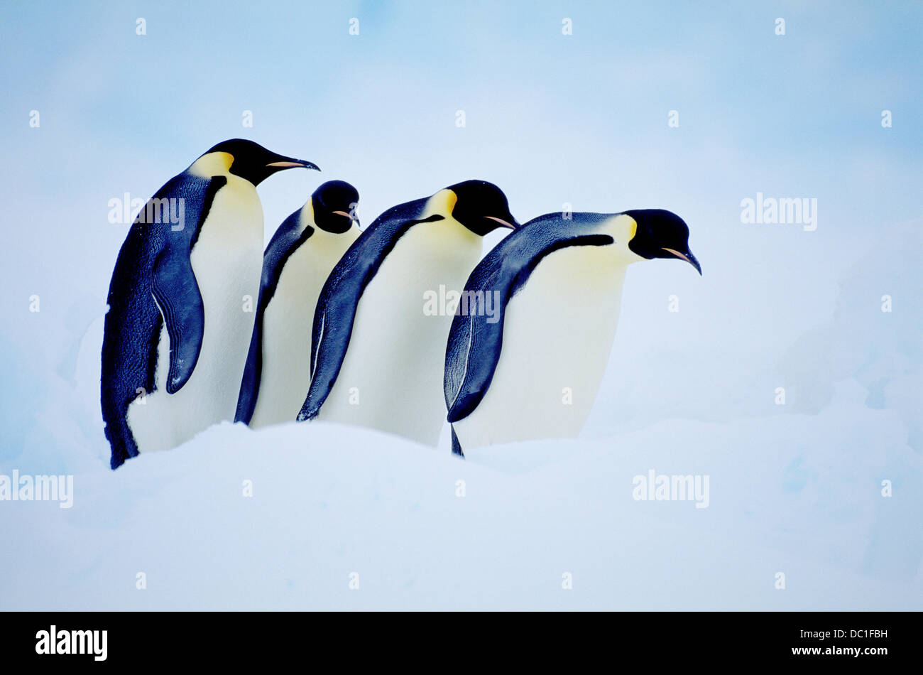 4 penguins hi-res stock photography and images - Alamy