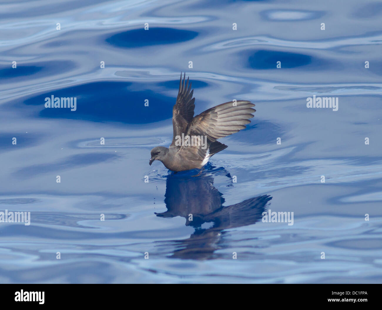 Maderian storm petrel also called band rumped storm petrel Oceanodroma ...